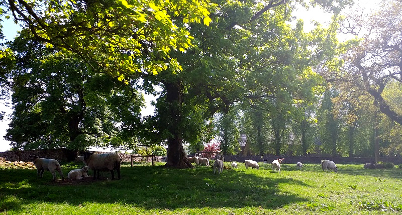 Manor Farm – Sheen – Manor Farm & Shop in Sheen